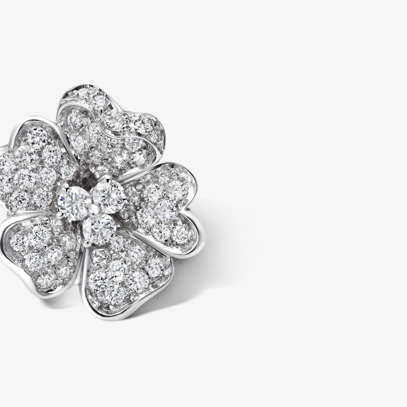 Leo Pizzo | Flora Collection