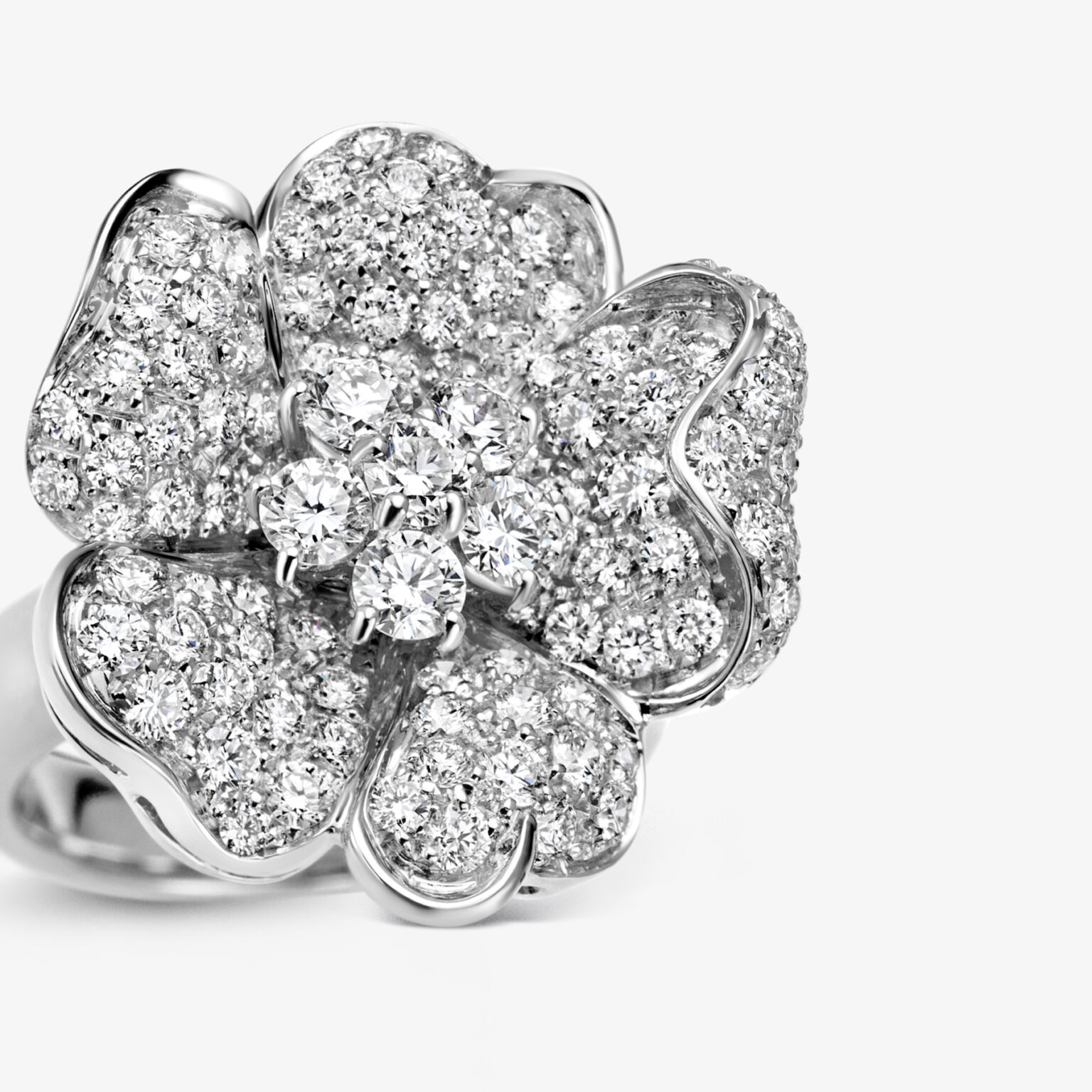 Leo Pizzo | Flora Collection