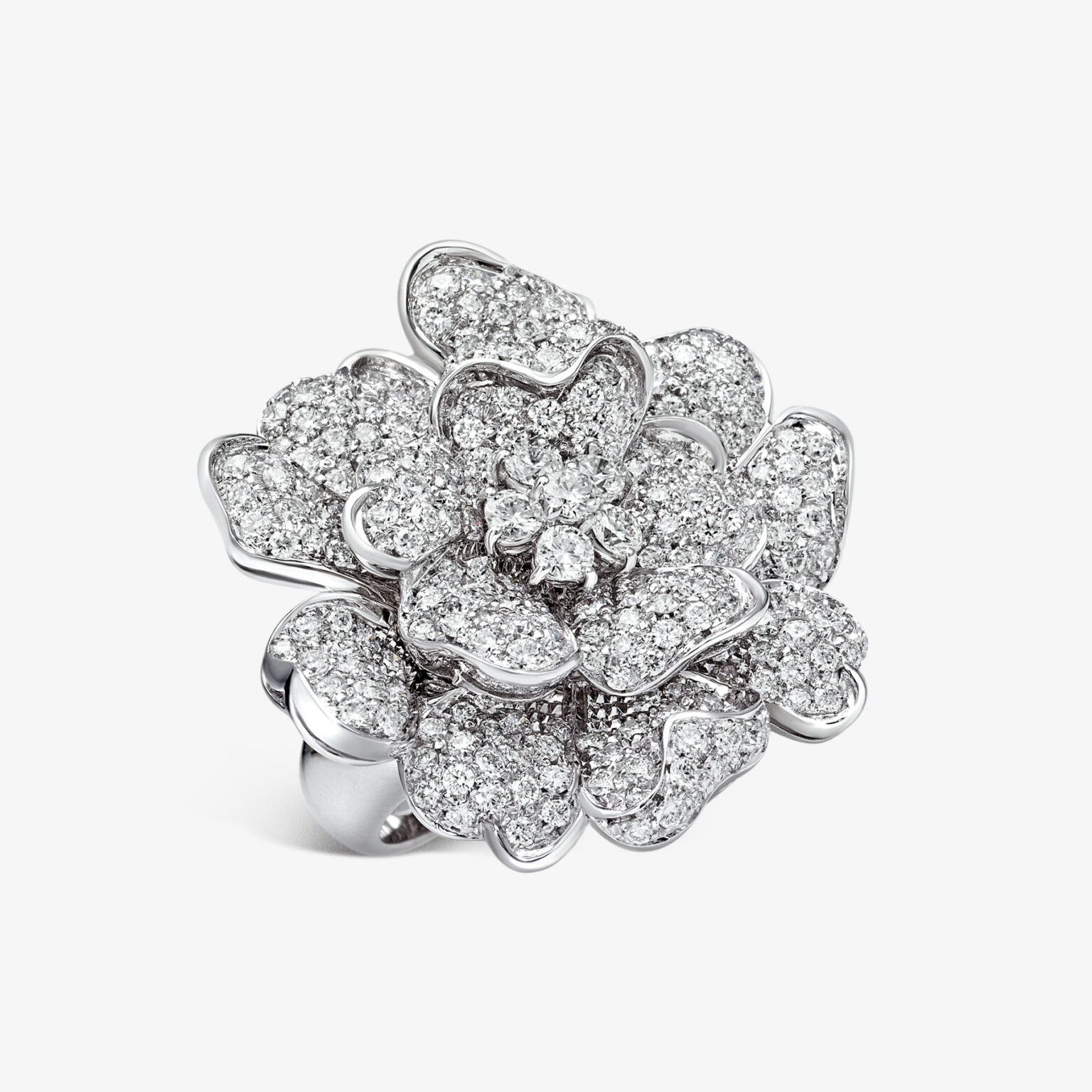 Leo Pizzo | Flora Collection